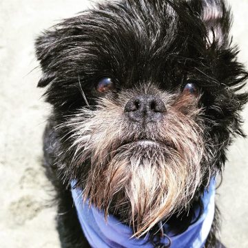 10 Dog Breeds with Beards - ilovedogscute.com