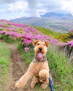 10 Dog Breeds with Beards - ilovedogscute.com