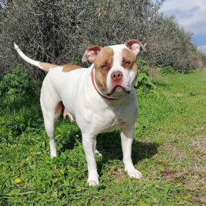 Top 10 Most Muscular Dog Breeds - ilovedogscute.com