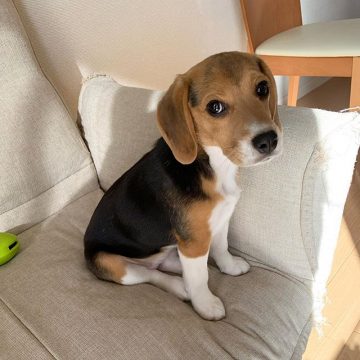 10 Best Dog Breeds for Autistic Children - ilovedogscute.com