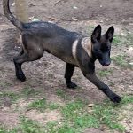 10 Best Dog Breeds For Police Work - ilovedogscute.com