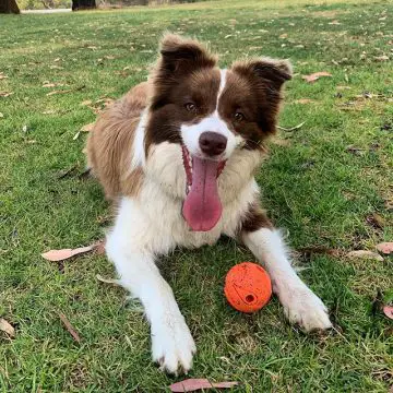 Top 10 Most Active Dog Breeds - ilovedogscute.com