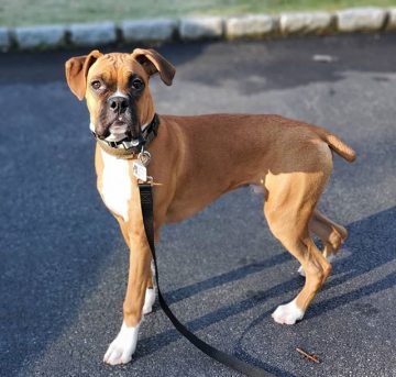 10 Best Dog Breeds for Autistic Children - ilovedogscute.com