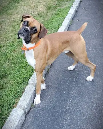 Top 10 Most Active Dog Breeds - ilovedogscute.com