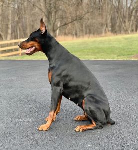 Top 10 Most Muscular Dog Breeds - ilovedogscute.com