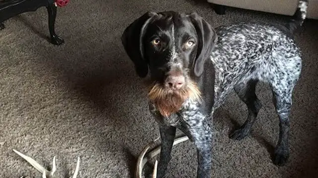 10 Dog Breeds with Beards - ilovedogscute.com