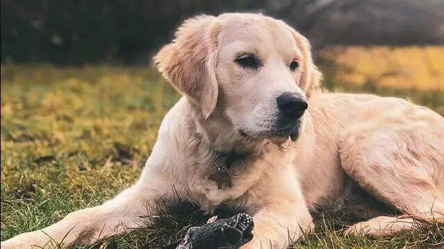 10 Best Dog Breeds for Autistic Children - ilovedogscute.com