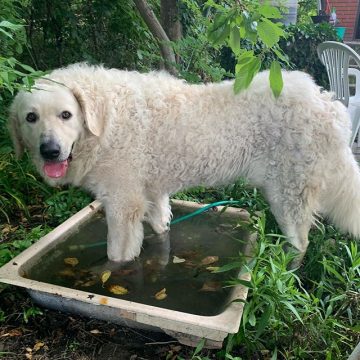 Top 6 Best Livestock Guardian Dog Breeds - ilovedogscute.com