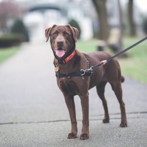 10 Best Dog Breeds for Autistic Children - ilovedogscute.com