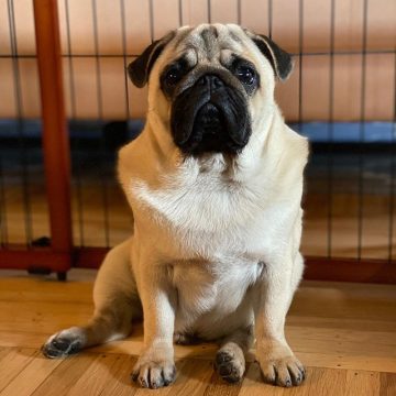 Top 10 Indoor Dog Breeds - ilovedogscute.com