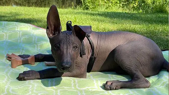 4 Hairless Dog Breeds - ilovedogscute.com