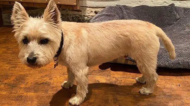 Top 10 Dog Breeds Have Strong Digging Instincts - ilovedogscute.com