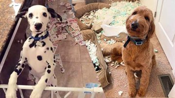 10 Hilarious Pictures of Dogs About Their Destructive Power ...