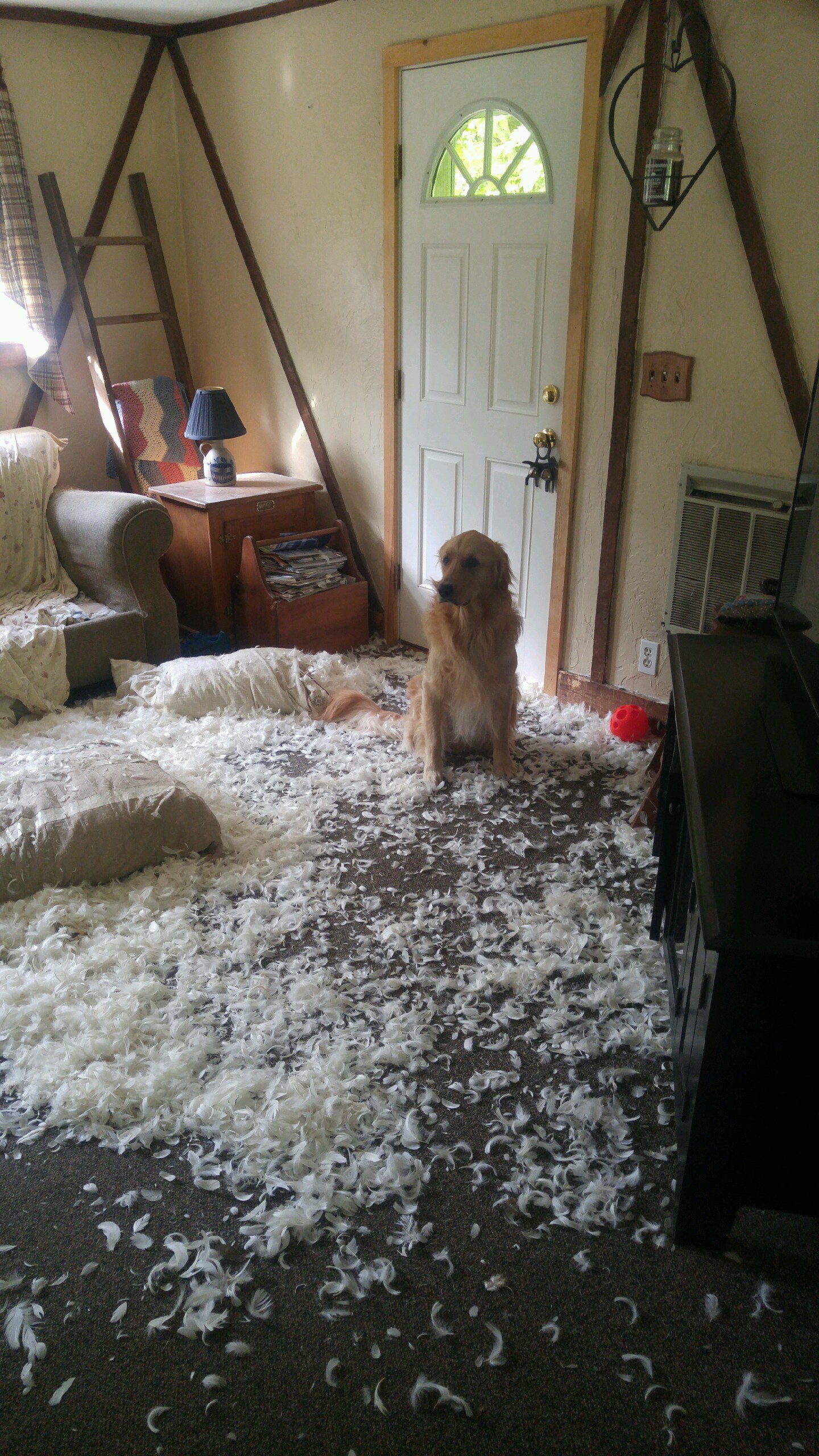 10 Hilarious Pictures of Dogs About Their Destructive Power ...