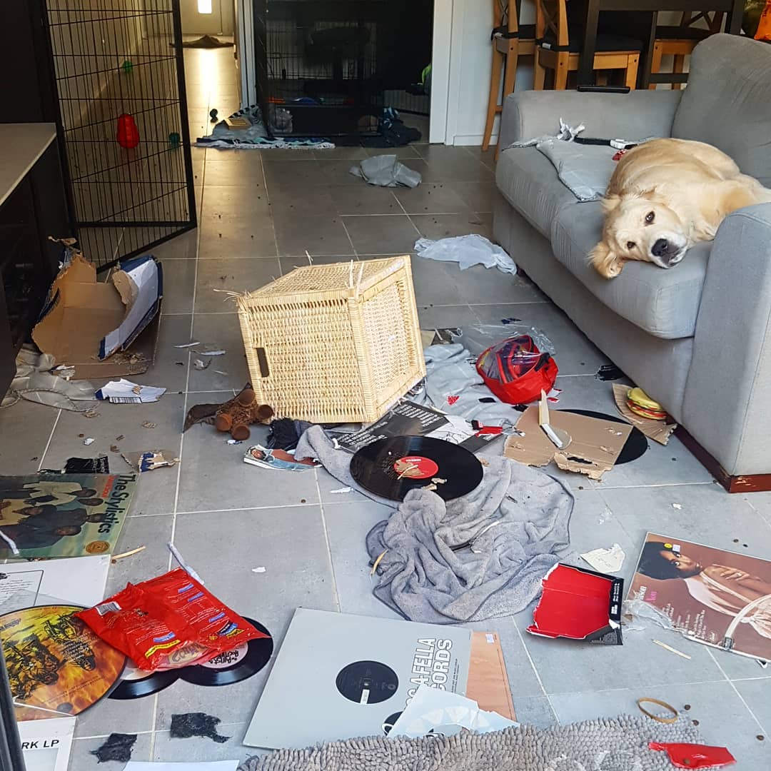 10 Hilarious Pictures of Dogs About Their Destructive Power ...