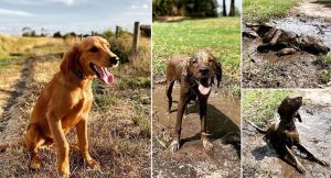 10 Funny Pictures of Muddy Dogs Before And After - ilovedogscute.com