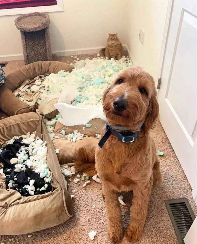 10 Hilarious Pictures of Dogs About Their Destructive Power ...