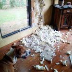 10 Hilarious Pictures of Dogs About Their Destructive Power ...