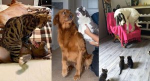 10 Hilarious Pictures Of Dogs That Are Scared Of Cats - ilovedogscute.com