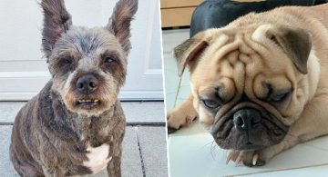 10 Hilarious Pictures Of Dogs With Disapproving Looks - ilovedogscute.com