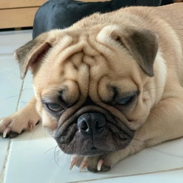 10 Hilarious Pictures Of Dogs With Disapproving Looks - ilovedogscute.com