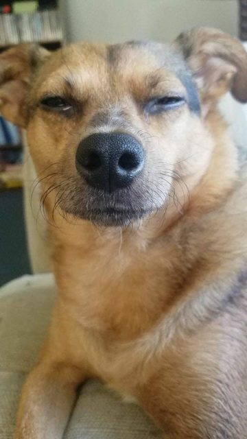 10 Hilarious Pictures Of Dogs With Disapproving Looks - ilovedogscute.com