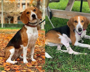 10 Pairs Of Dog Breeds That Look Alike Can Confuse Many Dog Lovers ...