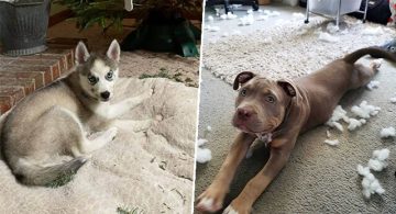 15 Hilarious Pictures Of Guilty Dogs In #guiltydogchallenge ...