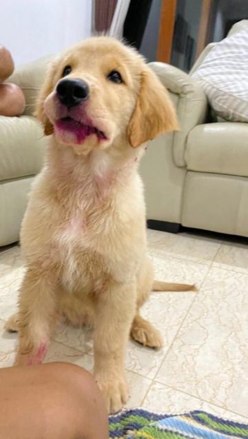 15 Hilarious Pictures Of Guilty Dogs In #guiltydogchallenge ...