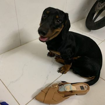 15 Hilarious Pictures Of Guilty Dogs In #guiltydogchallenge ...