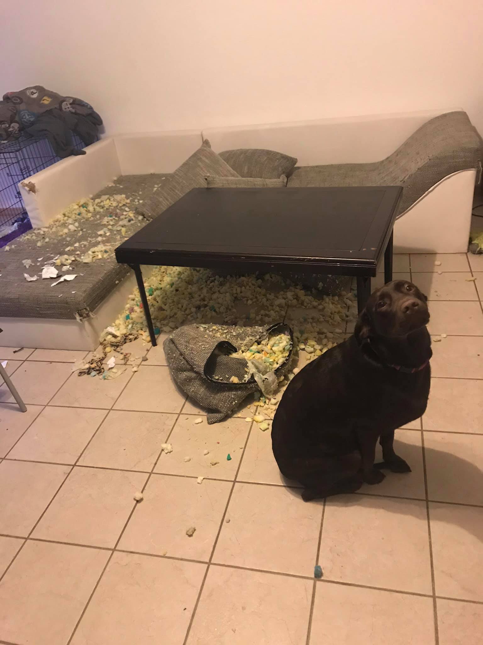 15 Hilarious Pictures Of Guilty Dogs In #guiltydogchallenge ...