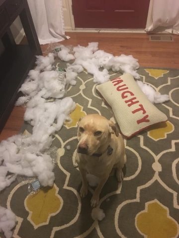 15 Hilarious Pictures Of Guilty Dogs In #guiltydogchallenge ...