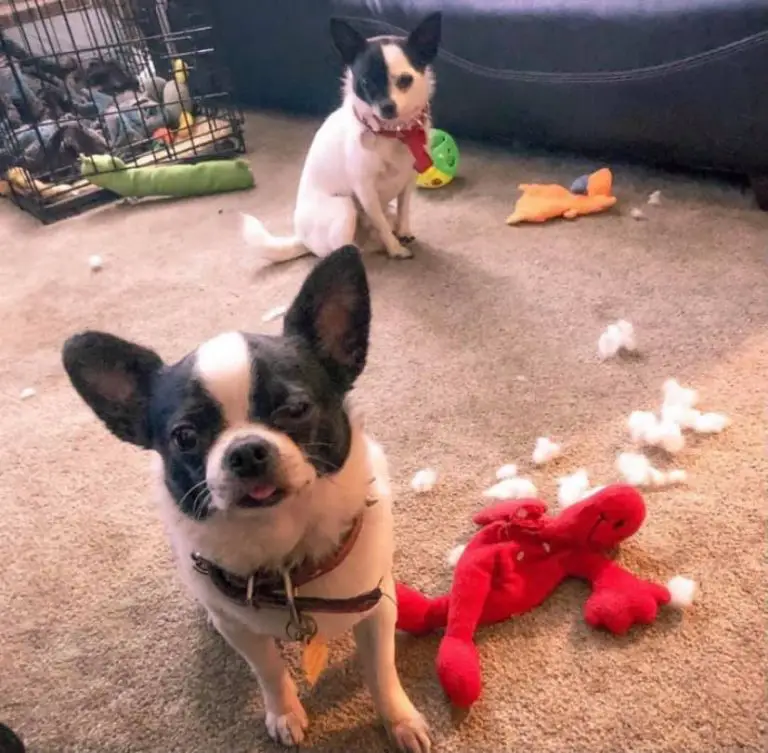 15 Hilarious Pictures Of Guilty Dogs In #guiltydogchallenge ...