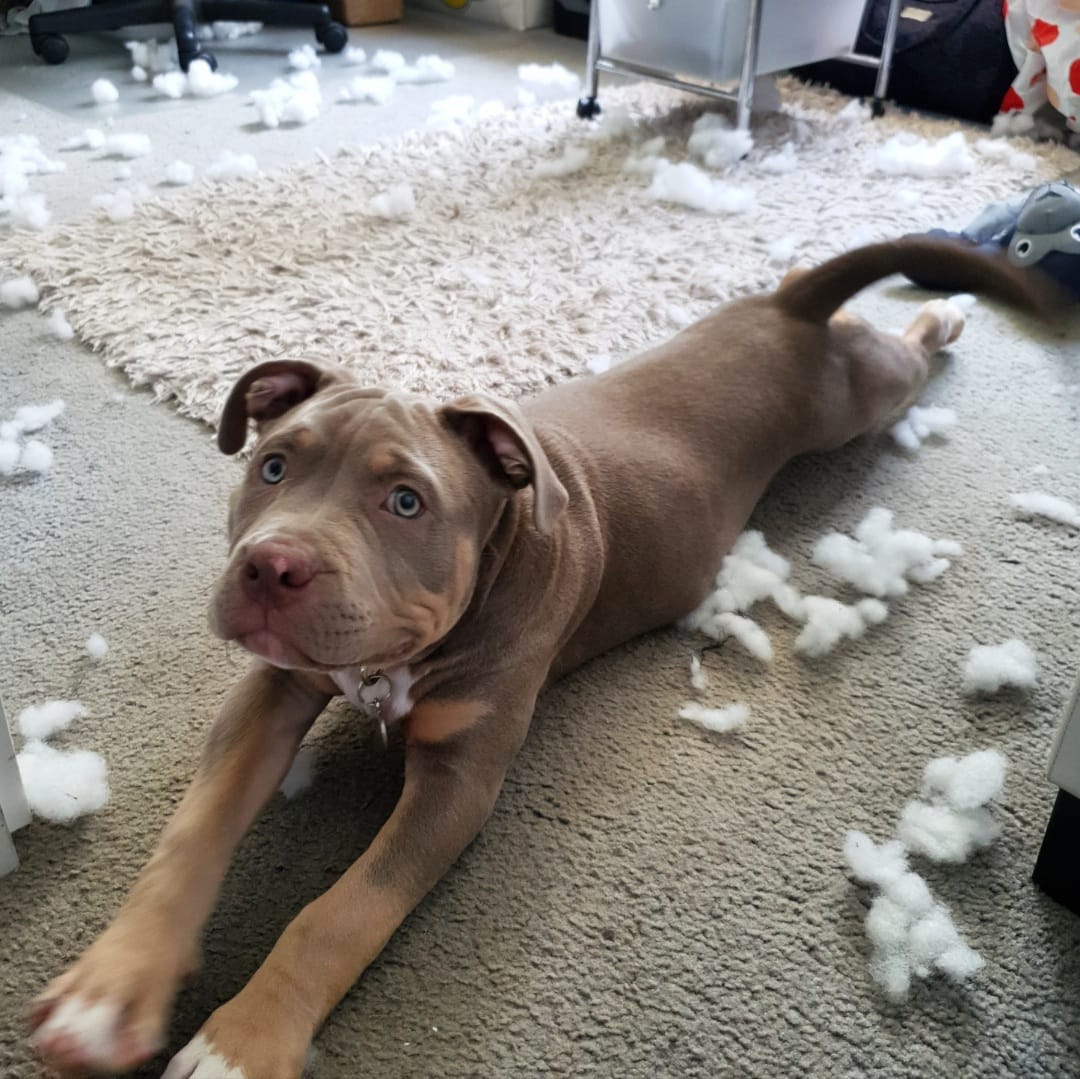 15 Hilarious Pictures Of Guilty Dogs In #guiltydogchallenge ...