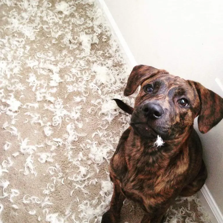 15 Hilarious Pictures Of Guilty Dogs In #guiltydogchallenge ...