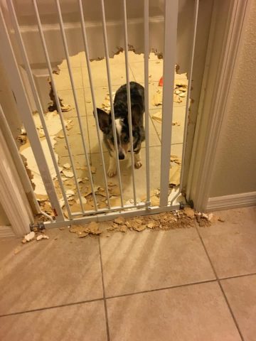 15 Hilarious Pictures Of Guilty Dogs In #guiltydogchallenge ...