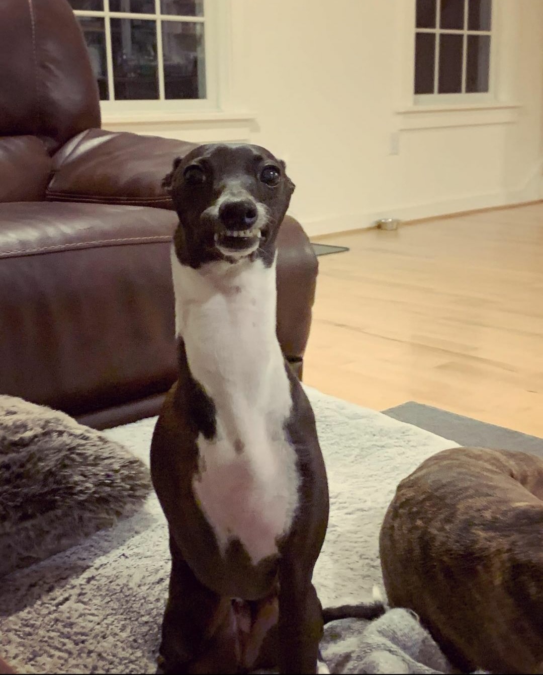 15 Funny Pictures Of Dogs Showing Their Teeth - ilovedogscute.com