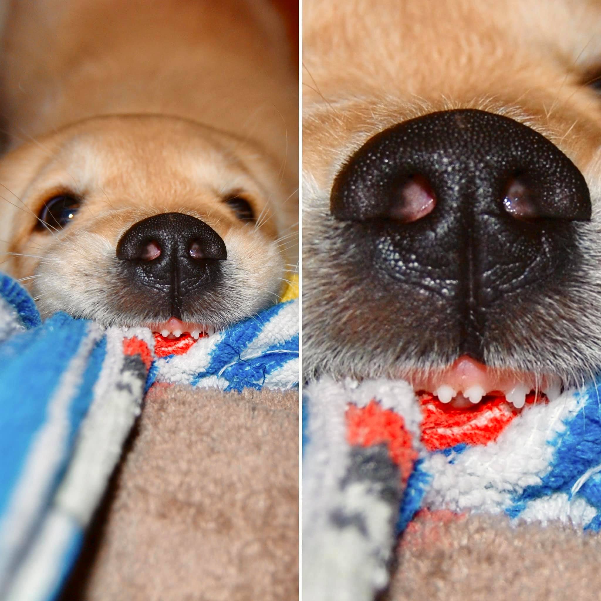 15 Funny Pictures Of Dogs Showing Their Teeth - ilovedogscute.com