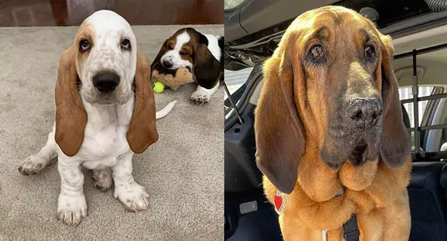 Top 10 Dog Breeds With The Biggest Ears - ilovedogscute.com