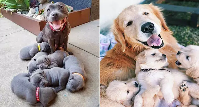 12 Pictures Of Happy Mother Dogs With Their Puppies - ilovedogscute.com