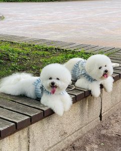 12 Best Lap Dog Breeds for Cuddly Owners - ilovedogscute.com
