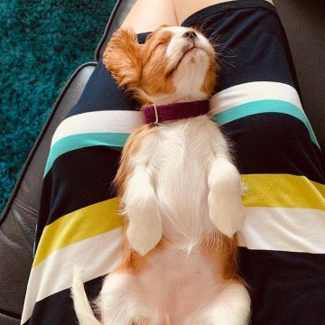 12 Best Lap Dog Breeds for Cuddly Owners - ilovedogscute.com