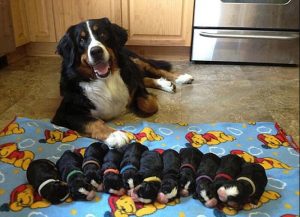 12 Pictures Of Happy Mother Dogs With Their Puppies - ilovedogscute.com