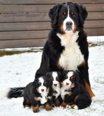 12 Pictures Of Happy Mother Dogs With Their Puppies - ilovedogscute.com
