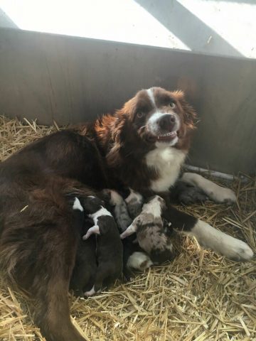 12 Pictures Of Happy Mother Dogs With Their Puppies - ilovedogscute.com