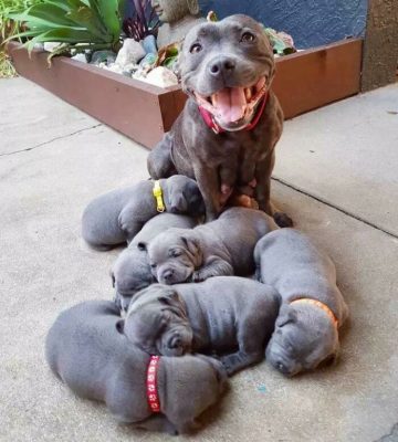 12 Pictures Of Happy Mother Dogs With Their Puppies - ilovedogscute.com
