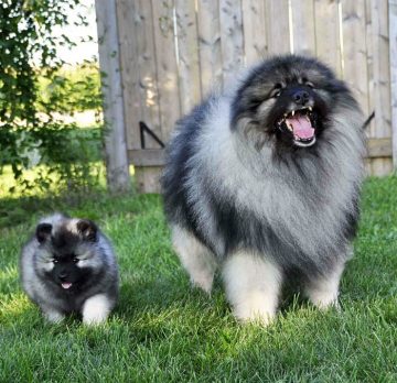 10 Adorable Pictures Of Dogs With Their Mini Versions - ilovedogscute.com