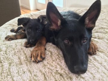 10 Adorable Pictures Of Dogs With Their Mini Versions - ilovedogscute.com