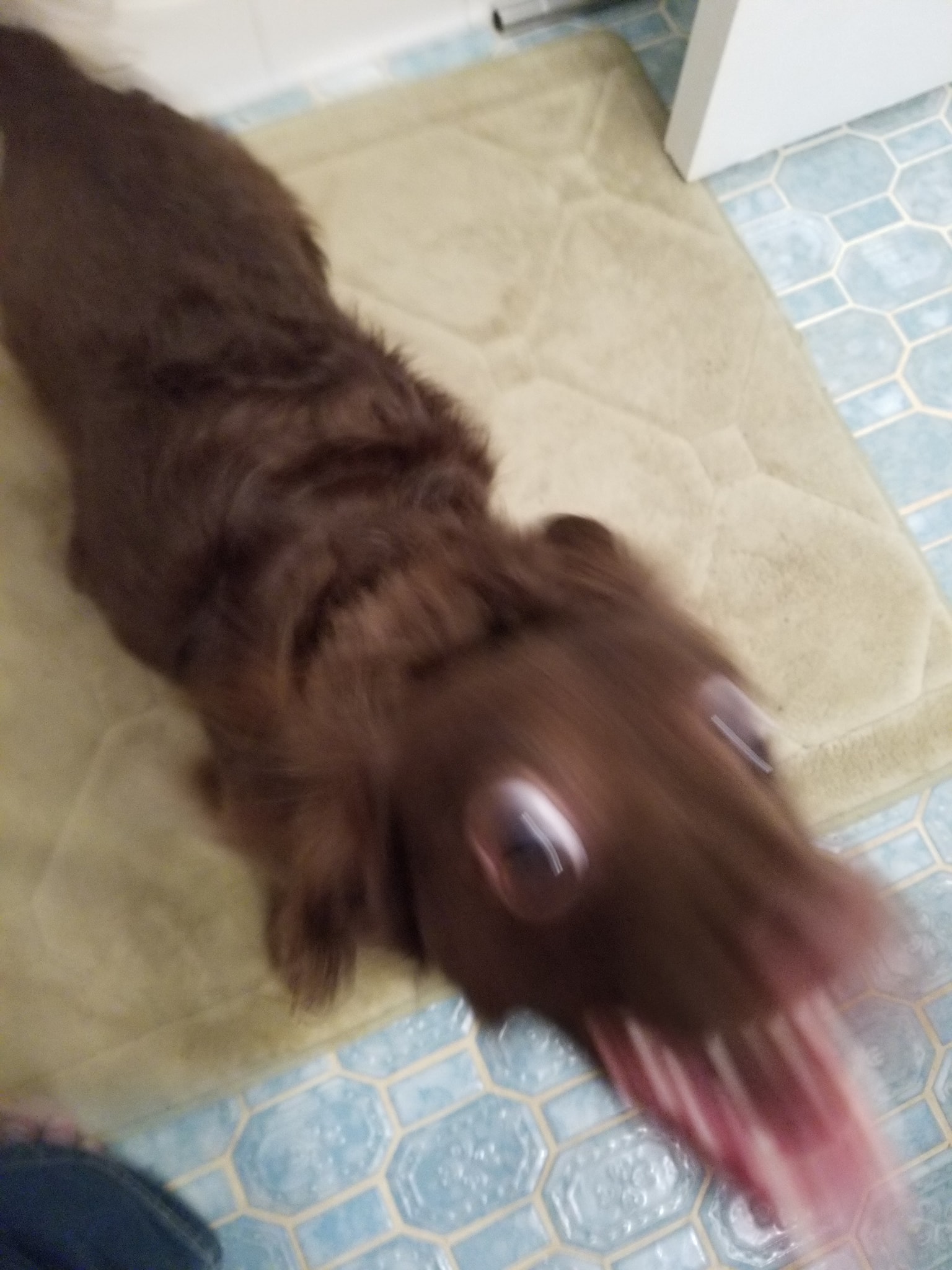 15 Hilarious Pictures About "#unflattering_dog_photo_challenge" Are ...