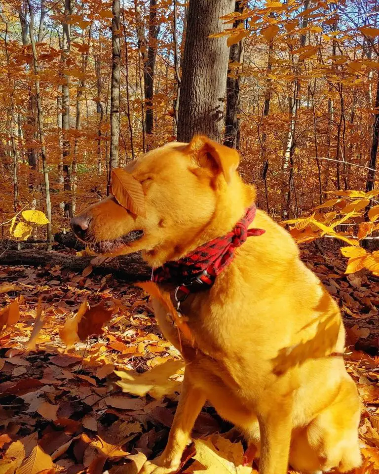 15 Hilarious Pictures About "#unflattering_dog_photo_challenge" Are ...